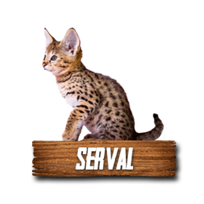 Gatitos Serval